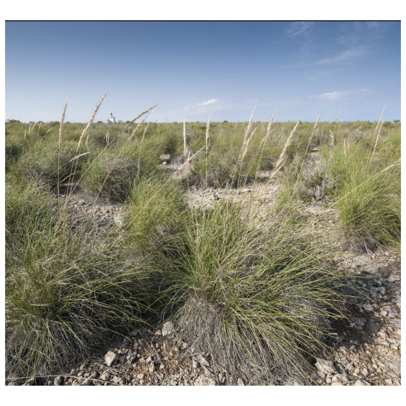 Cactus en fibre alfa 95cm,125cm et 155cm.